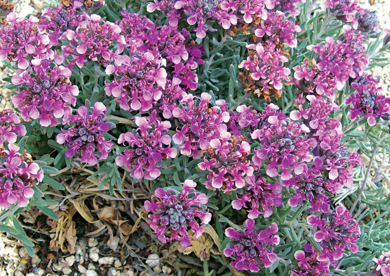 12 Bewitching Plants that Evolved Nasty Defenses Against Pests- Fine ...