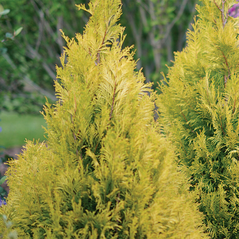 8 Gardening Pros Pick Their Favorite Must-Have Trees - Fine Gardening