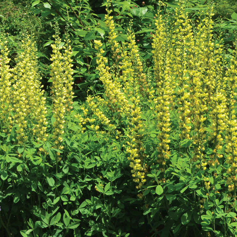 8 Gardening Pros Pick Their Favorite Must-Have Trees - Fine Gardening