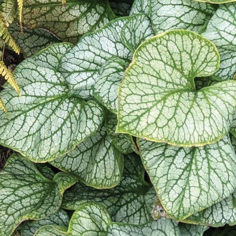 8 Gardening Pros Pick Their Favorite Must-Have Trees - Fine Gardening