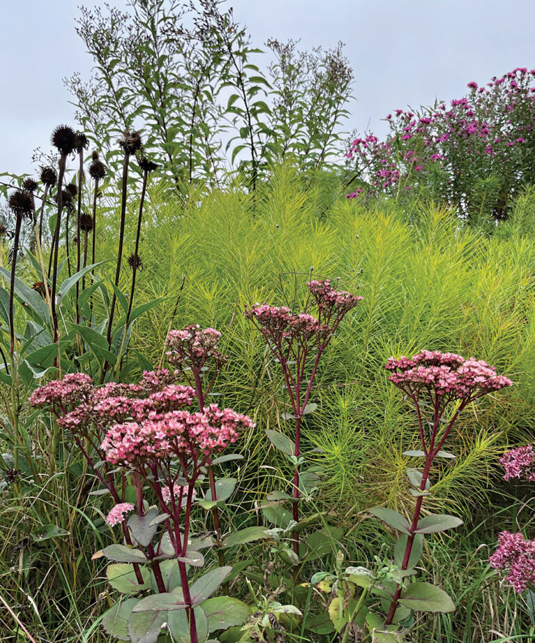 8 Fantastic Fall Plant Combinations for Lovely Late-Season Gardens ...