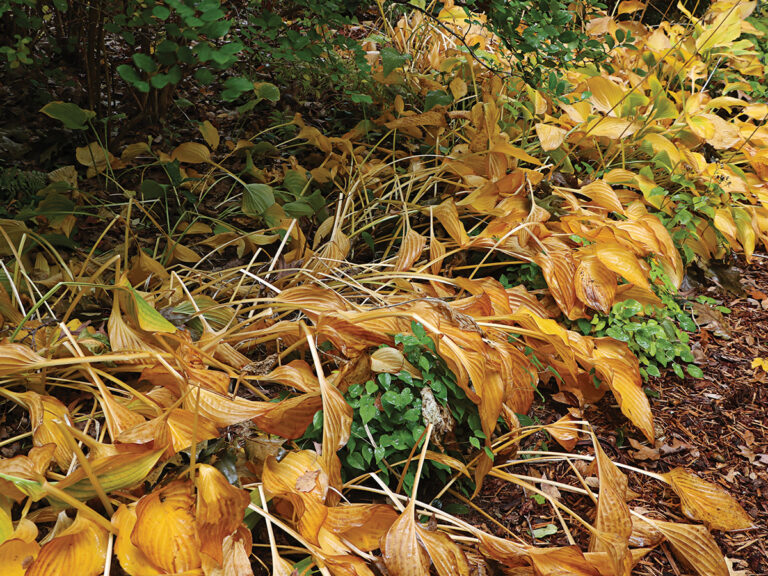 8 Fantastic Fall Plant Combinations for Lovely Late-Season Gardens ...