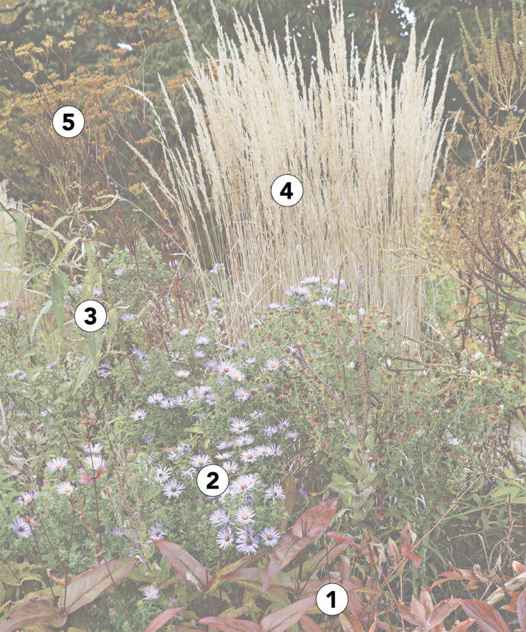 8 Fantastic Fall Plant Combinations for Lovely Late-Season Gardens ...