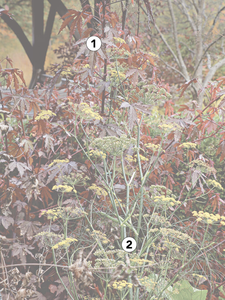 8 Fantastic Fall Plant Combinations for Lovely Late-Season Gardens ...