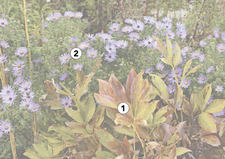 8 Fantastic Fall Plant Combinations for Lovely Late-Season Gardens ...