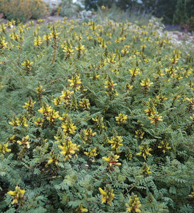 Plants That the Herbivores Will Avoid in the Southwest - Fine Gardening
