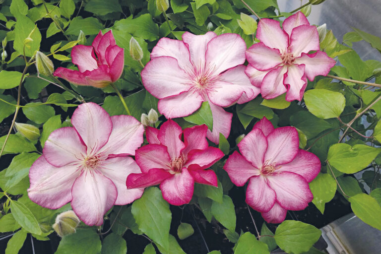 7 Gorgeous Climbing Vines That Won’t Take Over - Fine Gardening