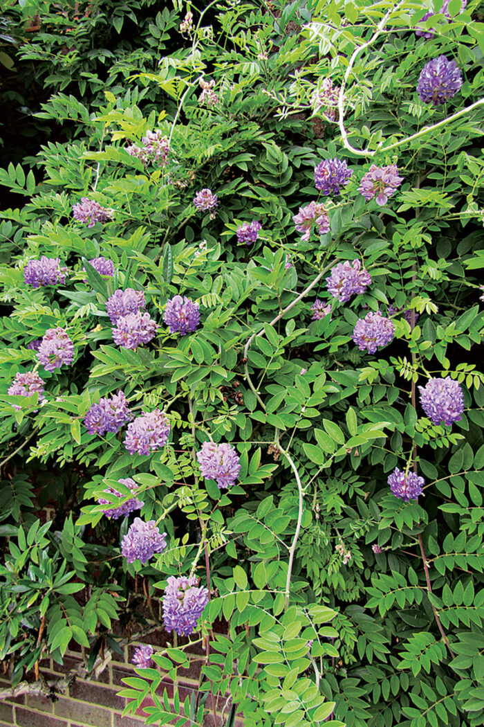 7 Gorgeous Climbing Vines That Won’t Take Over - Fine Gardening