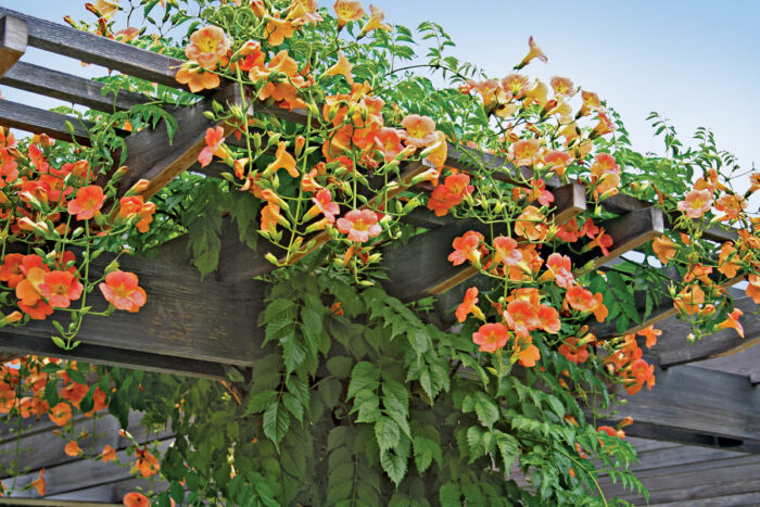 7 Gorgeous Climbing Vines That Won’t Take Over - Fine Gardening