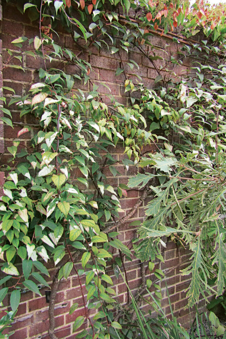7 Gorgeous Climbing Vines That Won’t Take Over - Fine Gardening
