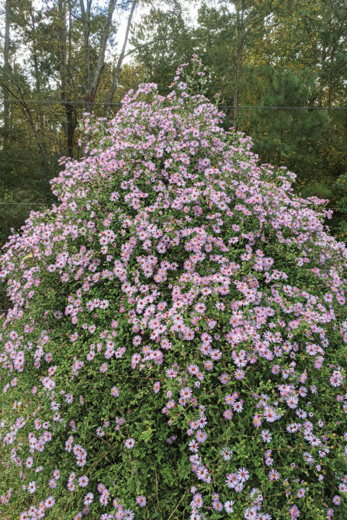 7 Gorgeous Climbing Vines That Won’t Take Over - Fine Gardening