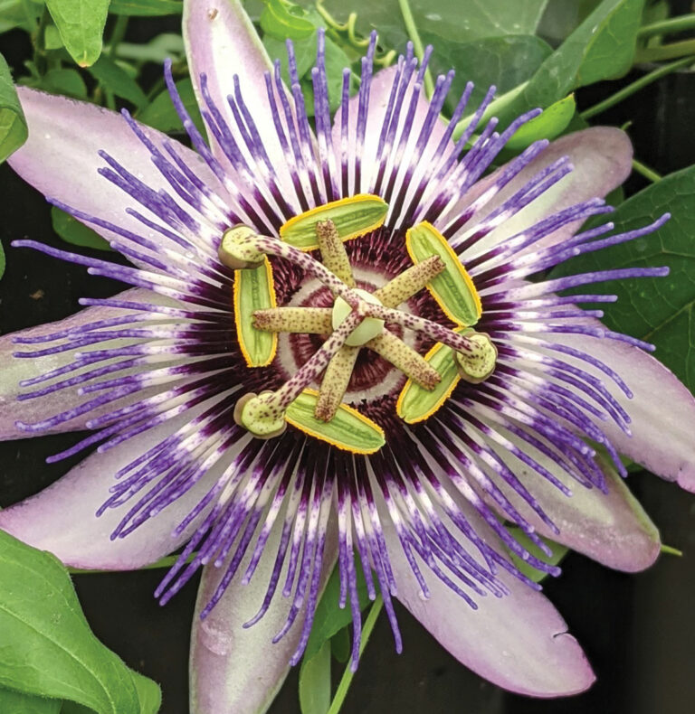 7 Gorgeous Climbing Vines That Won’t Take Over - Fine Gardening