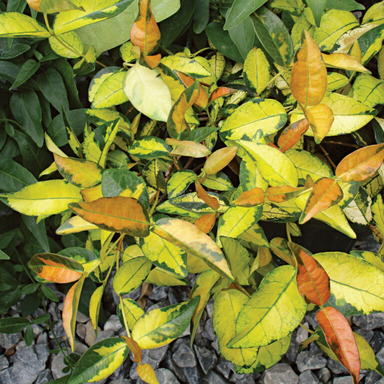 7 Gorgeous Climbing Vines That Won’t Take Over - Fine Gardening