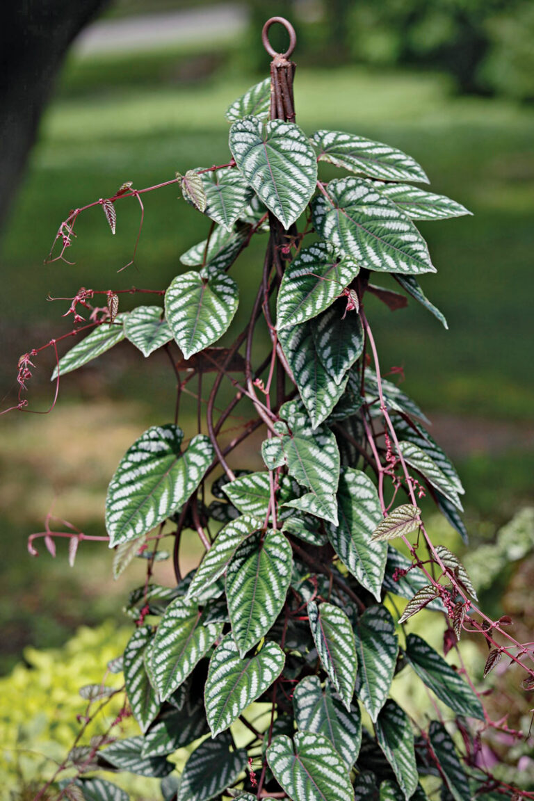 7 Gorgeous Climbing Vines That Won’t Take Over - Fine Gardening