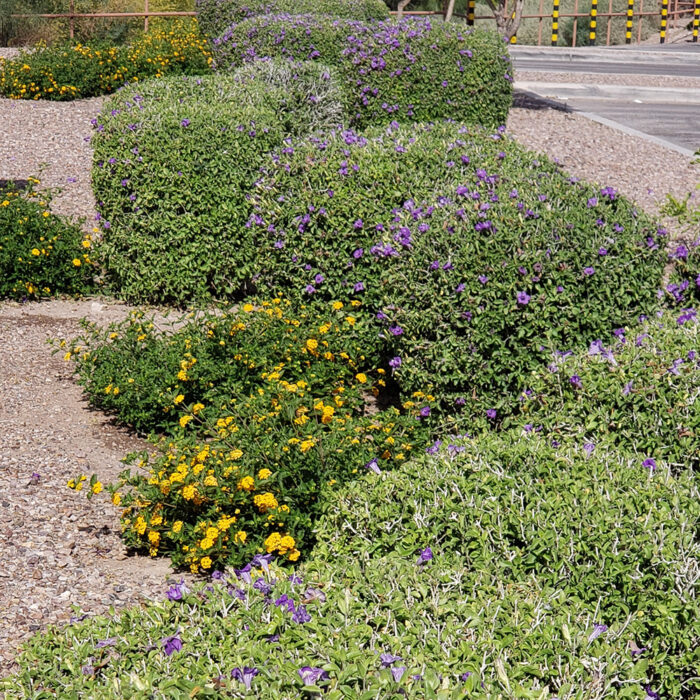 How to Incorporate Arid Native Plants in Formal Garden Designs - Fine ...