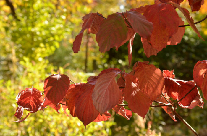 Fall in Carol’s Garden - Fine Gardening