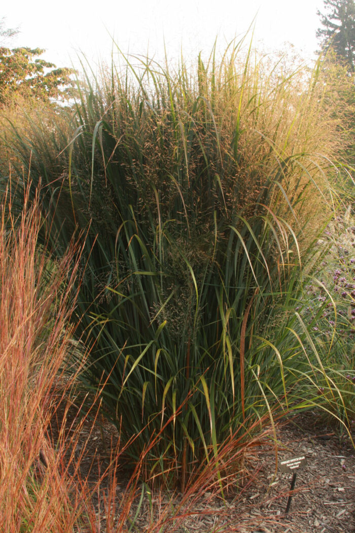 Episode 147: Great Native Grasses - Fine Gardening