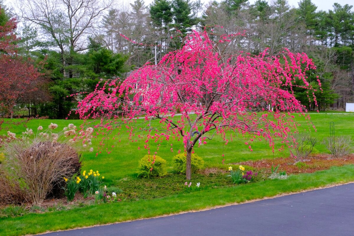 Flowering Trees in Tingshu’s Garden - Fine Gardening