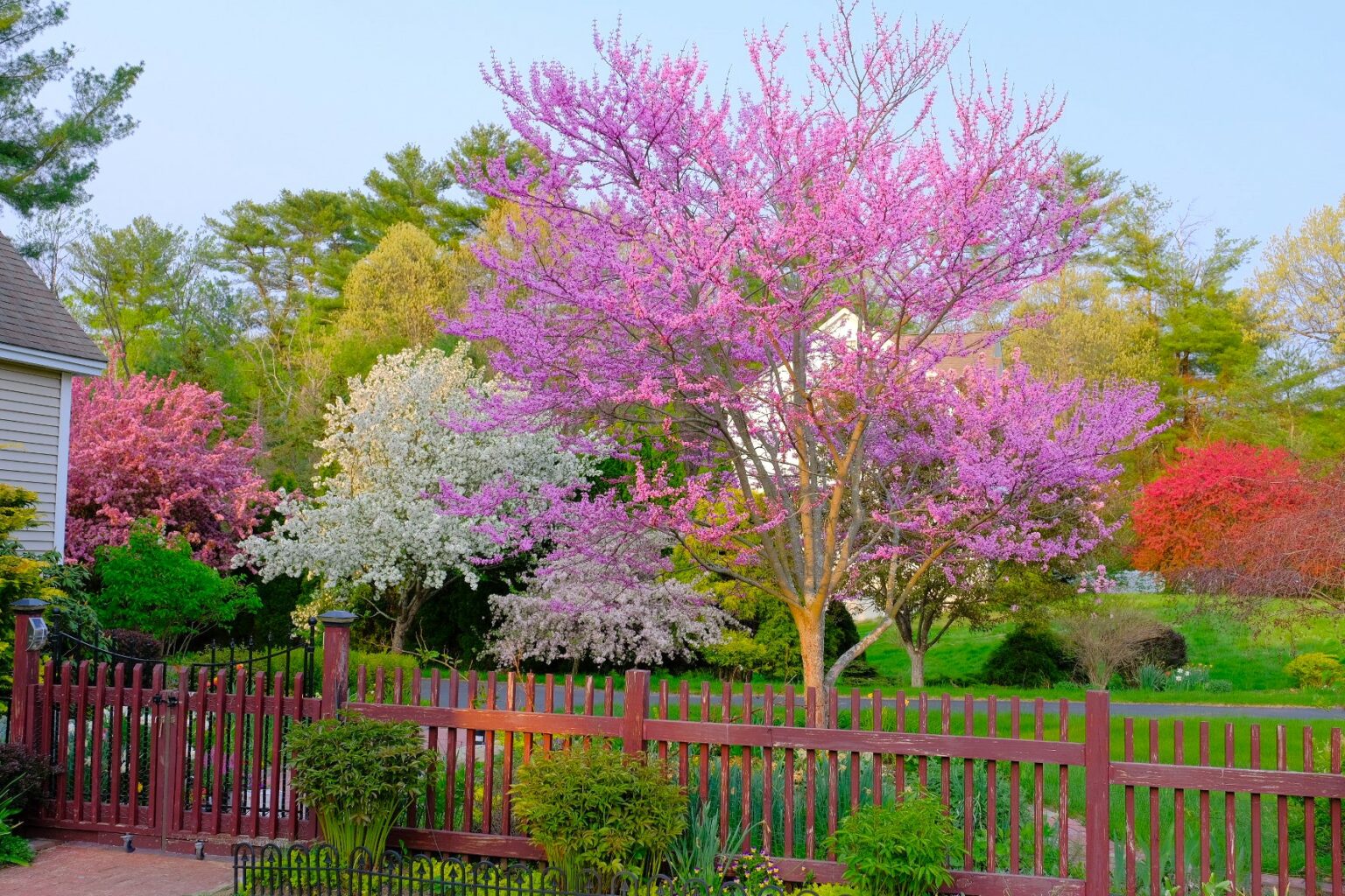 Flowering Trees in Tingshu’s Garden - Fine Gardening
