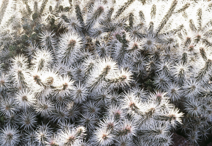 Cacti and Succulents for Cold Climates - Fine Gardening