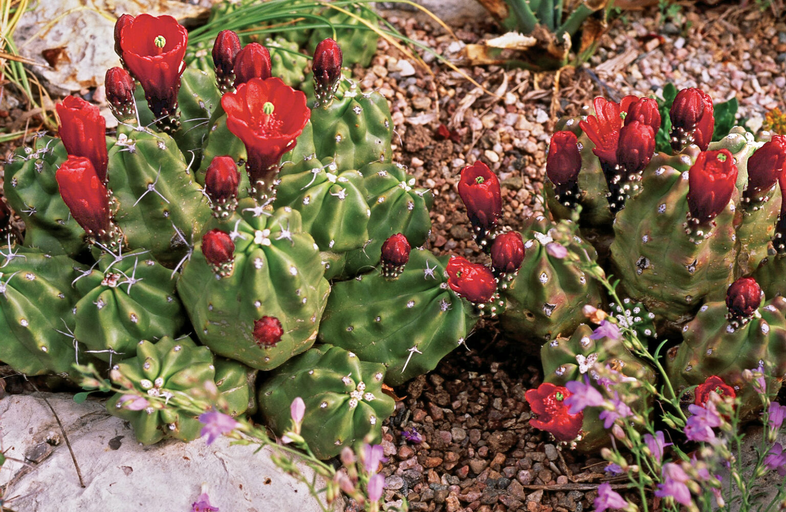 Cacti and Succulents for Cold Climates - Fine Gardening