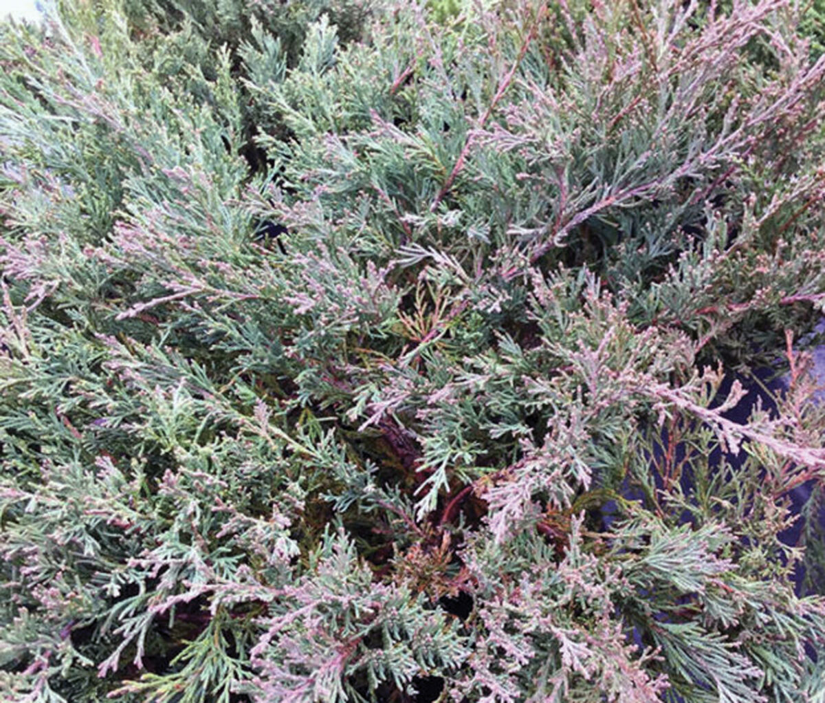 9 Special Junipers with Unique Forms for the Garden - Fine Gardening