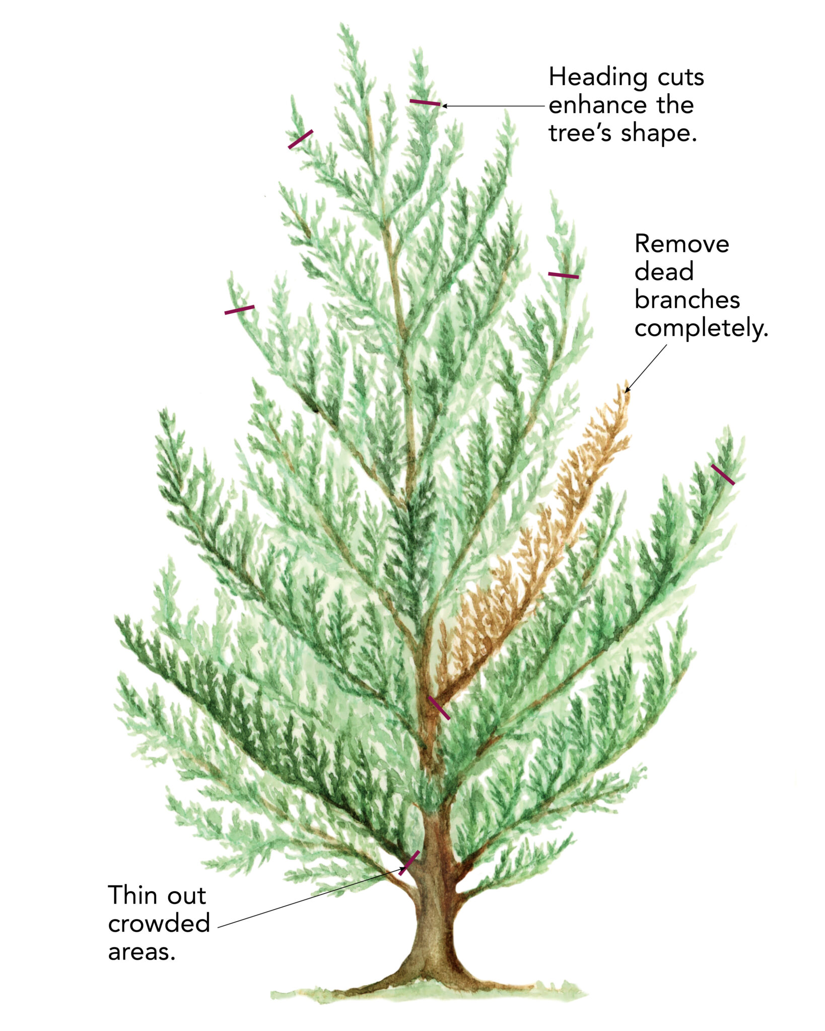 9 Special Junipers with Unique Forms for the Garden - Fine Gardening