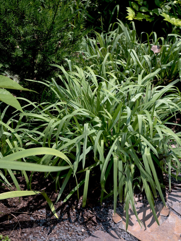 Evergreen Perennials for the Midwest - Fine Gardening