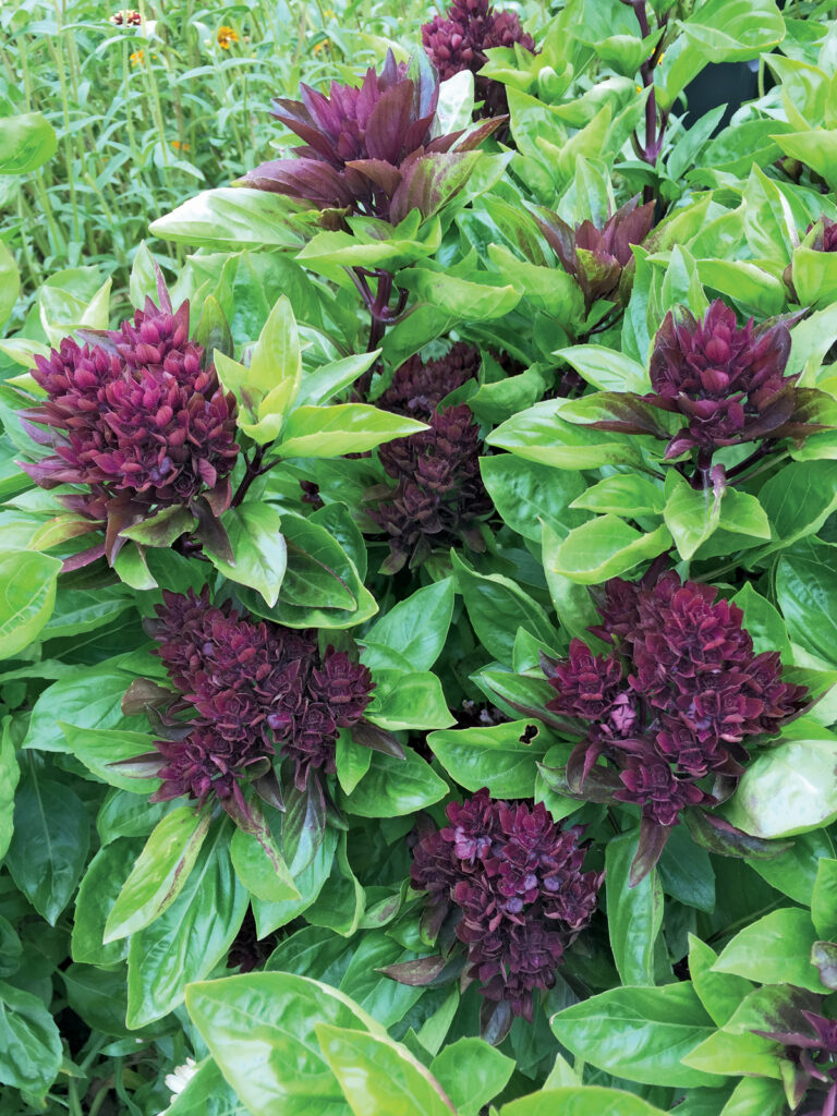 Jazz Up Your Garden with Annuals You Can Easily Grow from Seed - Fine ...