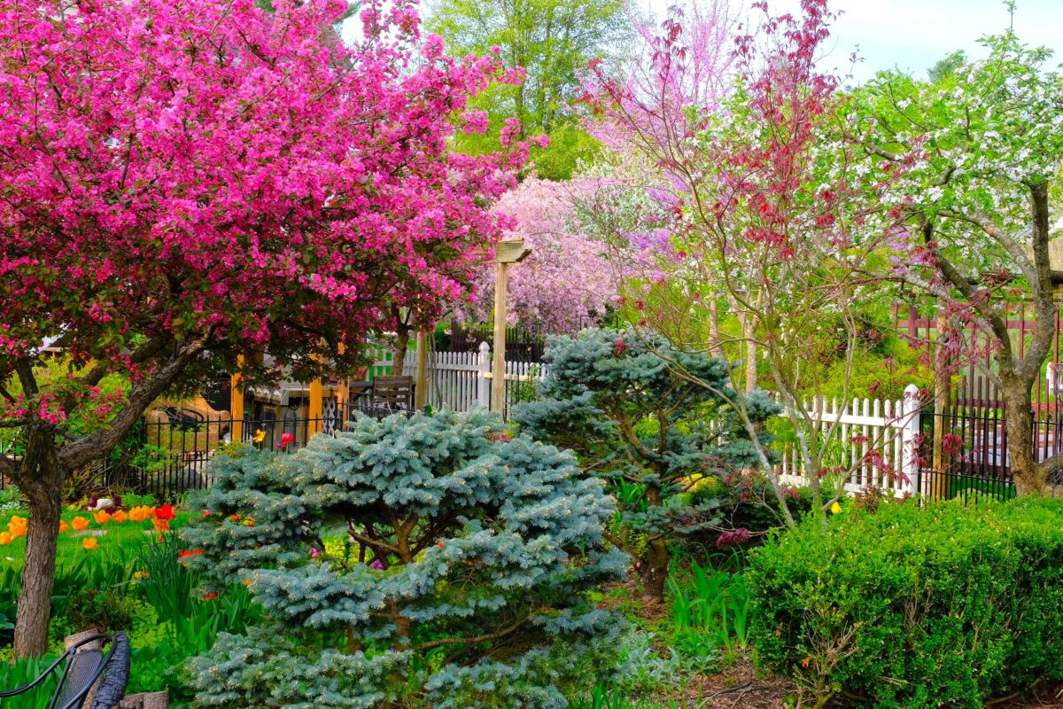 Trees in Tingshu's Backyard - Fine Gardening