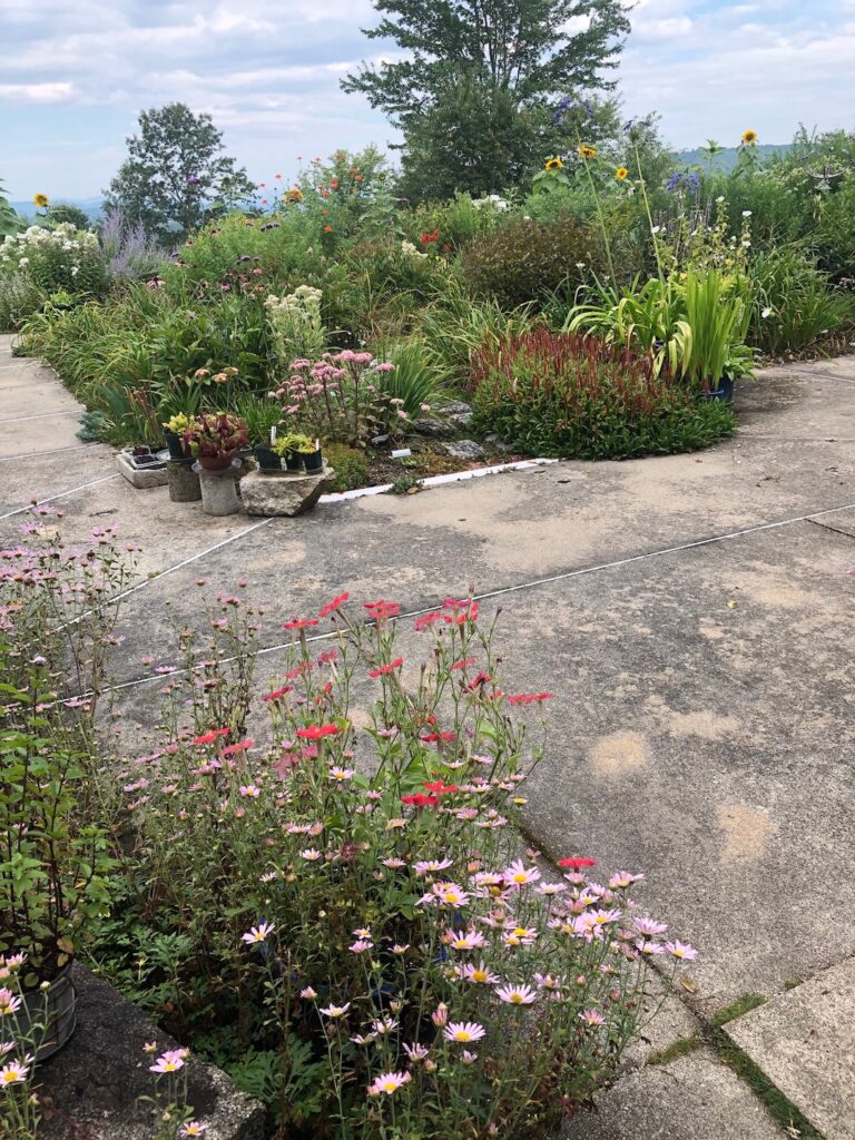 Harriet's Former Swimming Pool Turned Garden - Fine Gardening