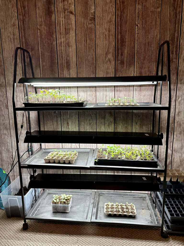 4 Must-Have Tools for Seed Starting - Fine Gardening