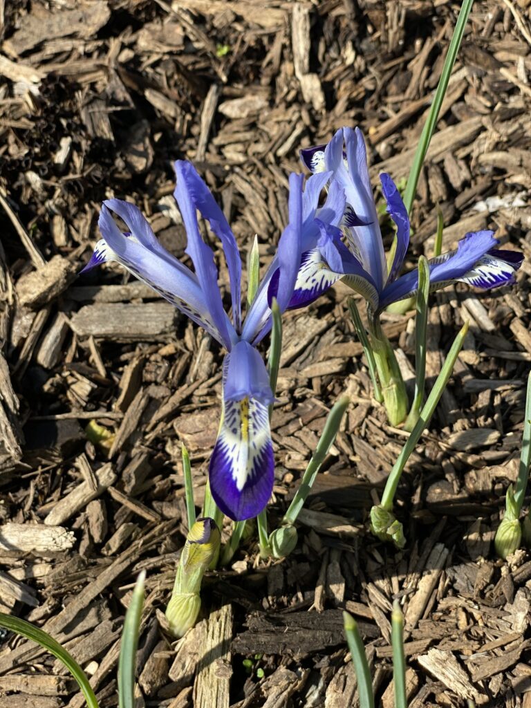 10 Bold Plants for Winter Interest in the Southeast - Fine Gardening