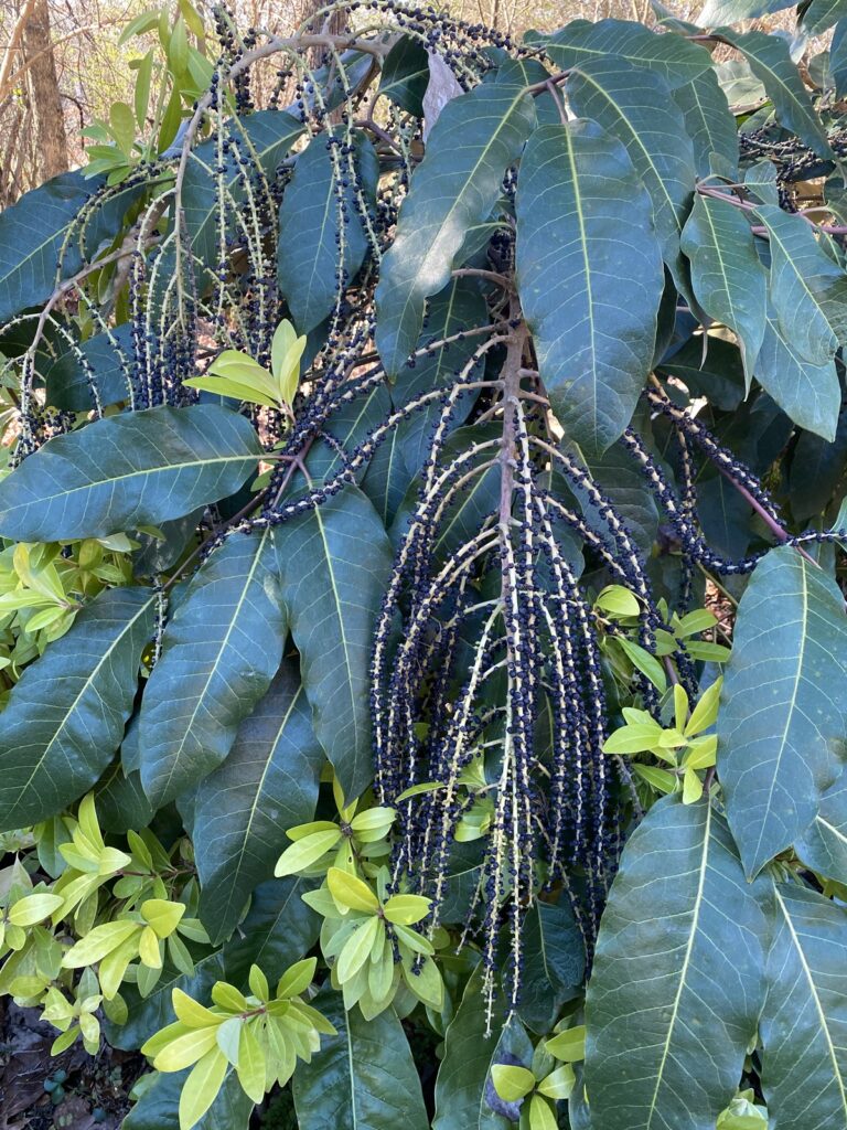 10 Bold Plants for Winter Interest in the Southeast - Fine Gardening