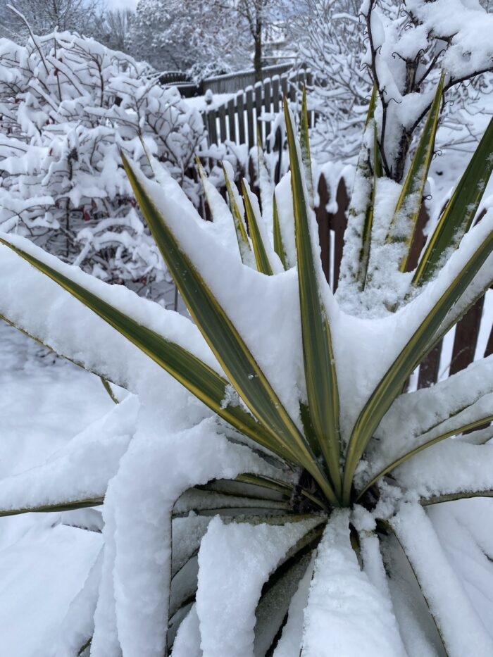 10 Bold Plants for Winter Interest in the Southeast - Fine Gardening