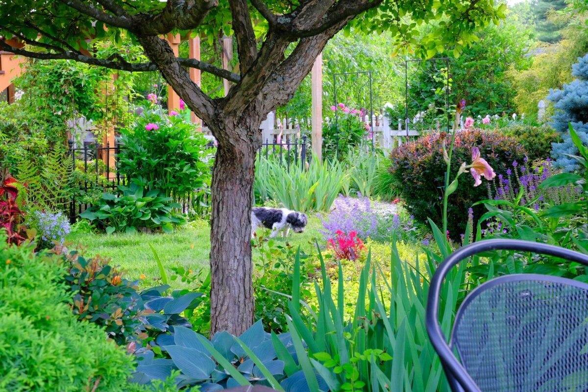 Summer in Tingshu's Back Garden - Fine Gardening