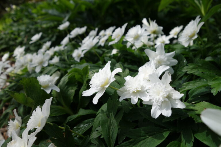 Wish List Plants for Shade - Fine Gardening