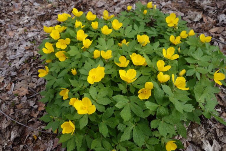 Wish List Plants for Shade - Fine Gardening