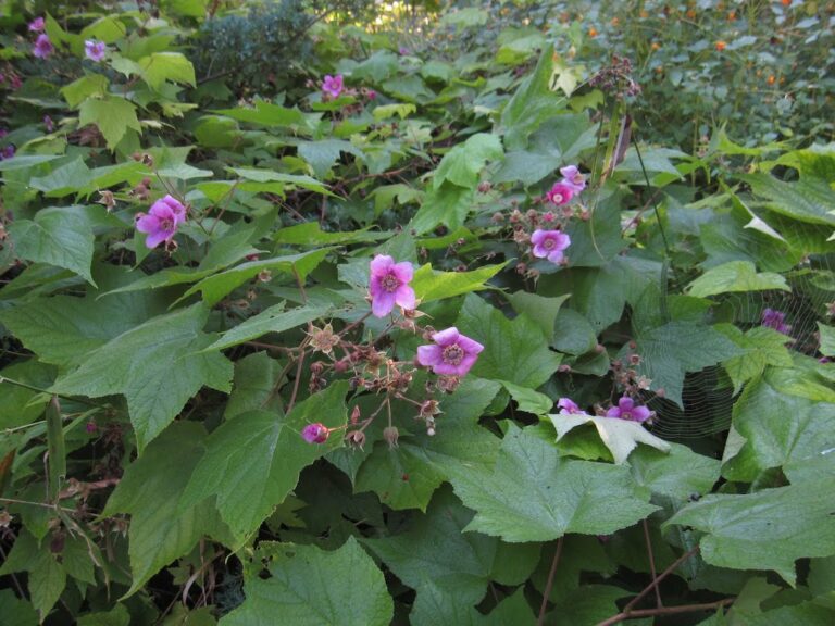 Wish List Plants for Shade - Fine Gardening