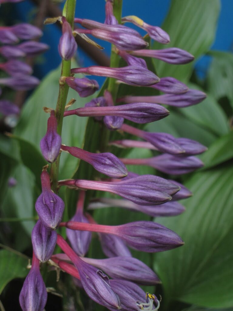 Wish List Plants for Shade - Fine Gardening