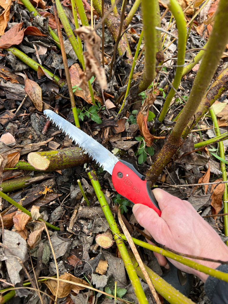 Winter is Best Time for Rejuvenation Pruning in the Mid-Atlantic - Fine ...