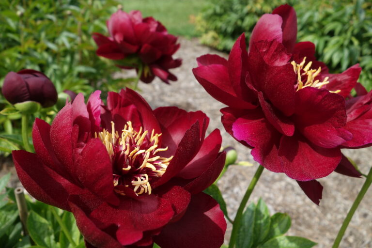 Red in the Garden - Fine Gardening