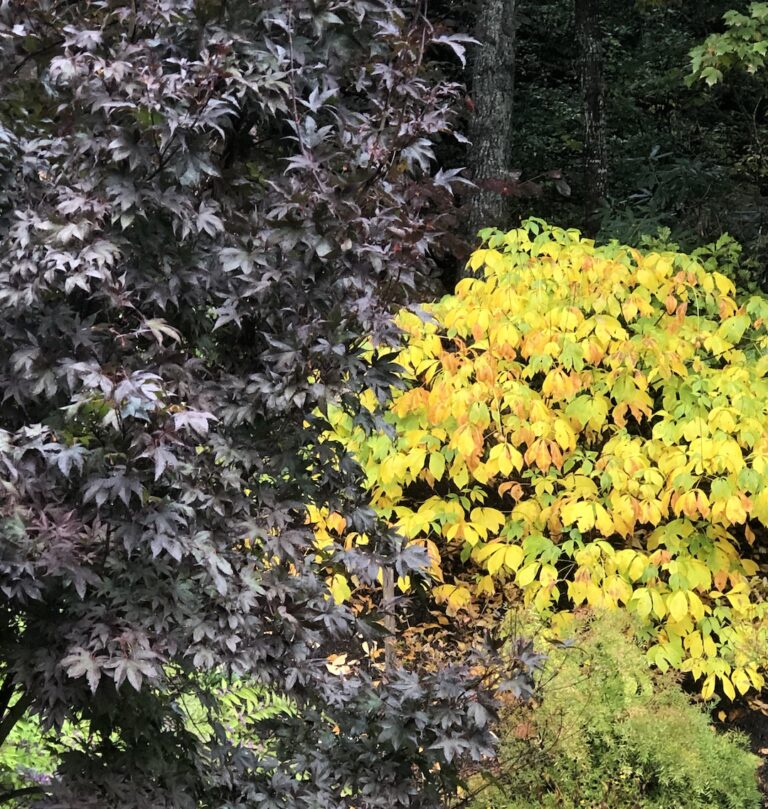 Gail's Garden in North Carolina - Fine Gardening