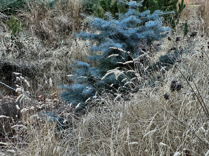 Episode 151: Underappreciated Plants for Winter Interest - Fine Gardening