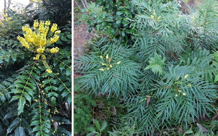 Late-Winter Blooming Plants for Pollinators in Pacific Northwest - Fine ...