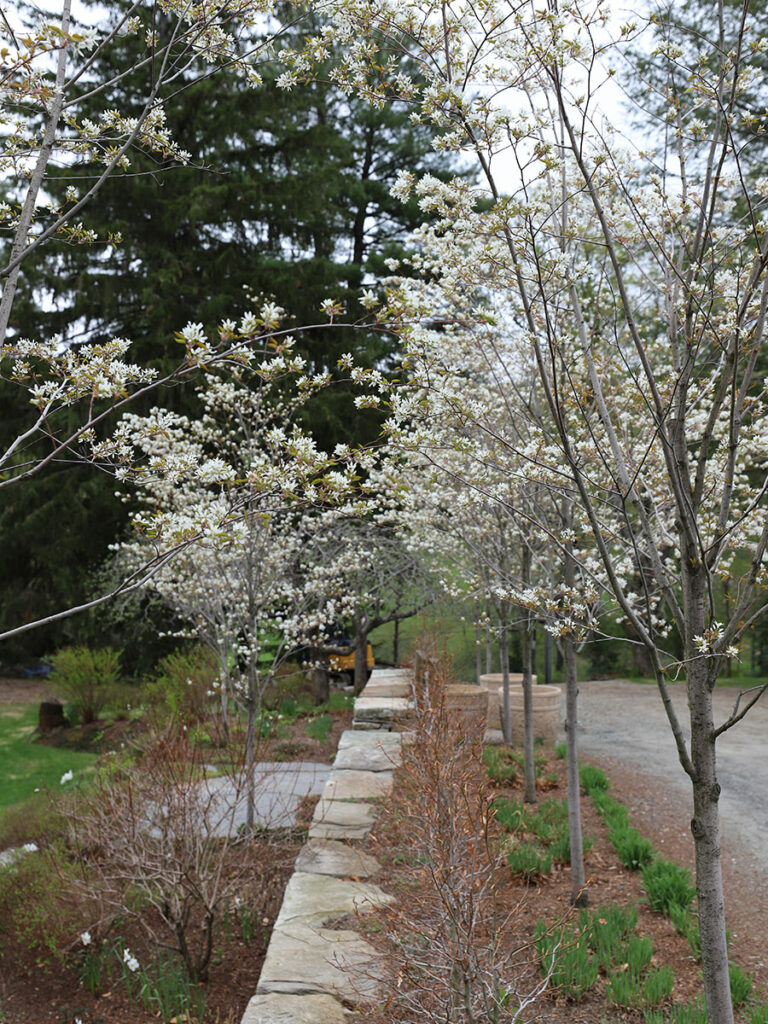 Three Amazing Understory Trees and Shrubs - Fine Gardening