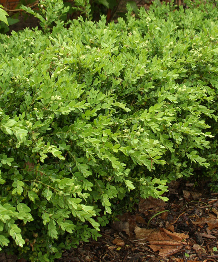 The Best Dwarf Evergreens for Winter Containers - Fine Gardening