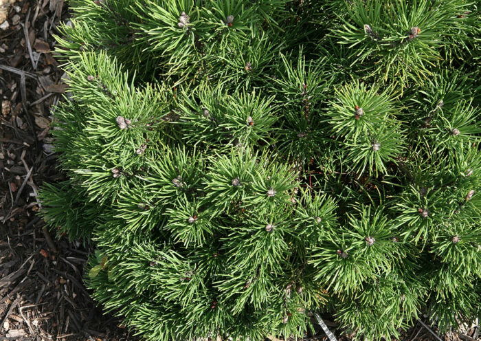 The Best Dwarf Evergreens for Winter Containers - Fine Gardening