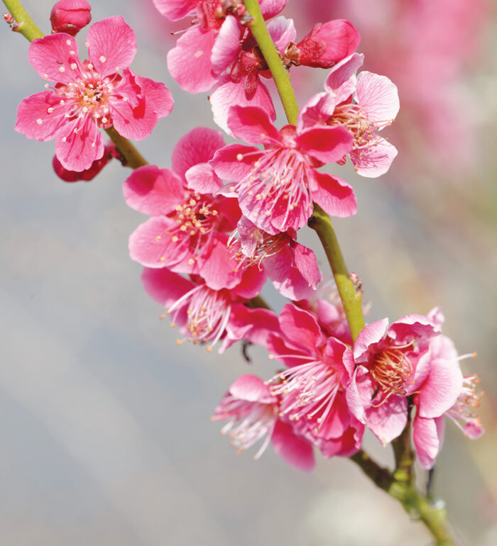 9 Fantastic Flowering Trees - Fine Gardening