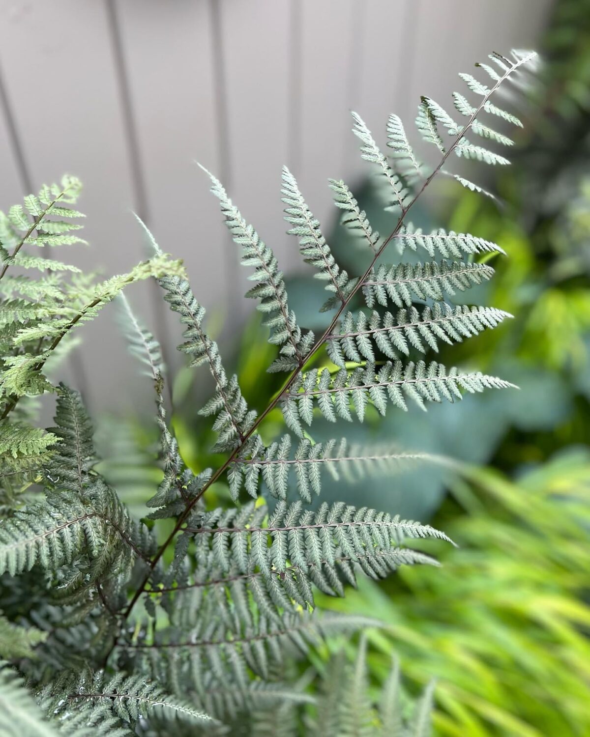 The Fern Fairway in Summer - Fine Gardening